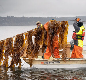 Home - Washington Seaweed Collaborative
